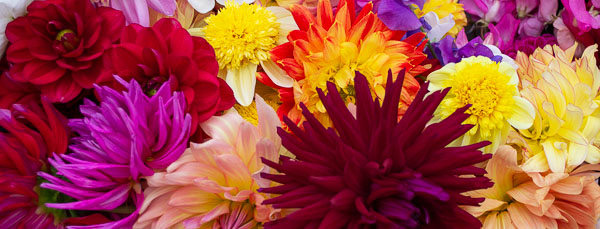 Last Muldoon Farmers Market Sept. 29, Chanshtnu Muldoon Park – I Love ...